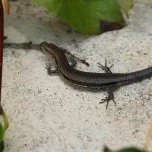 Lampropholis guichenoti - факти, дієта, ареал і фотографії на Animalia.bio