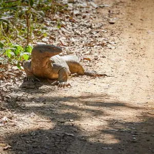 Bengal Monitor - Facts, Diet, Habitat & Pictures on Animalia.bio