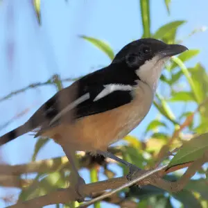 Southern boubou - Facts, Diet, Habitat & Pictures on Animalia.bio
