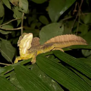 Common Basilisk - Facts, Diet, Habitat & Pictures on Animalia.bio