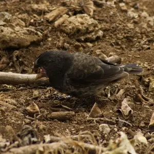 Large ground finch - Facts, Diet, Habitat & Pictures on Animalia.bio