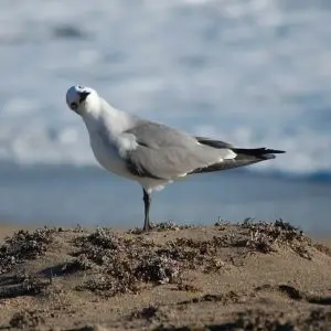 Laughing Gull - Facts, Diet, Habitat & Pictures on Animalia.bio