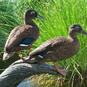 Laysan duck - Facts, Diet, Habitat & Pictures on Animalia.bio