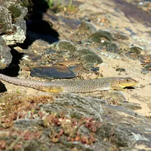 Ocellated lizard - Facts, Diet, Habitat & Pictures on Animalia.bio