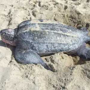 Leatherback sea turtle - Facts, Diet, Habitat & Pictures on Animalia.bio
