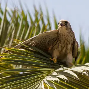 Lesser kestrel - Facts, Diet, Habitat & Pictures on Animalia.bio