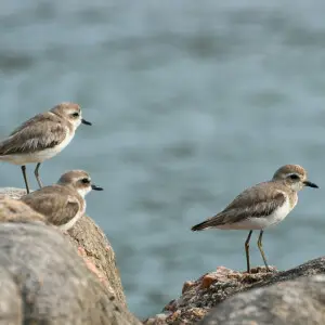 Lesser sand plover - Facts, Diet, Habitat & Pictures on Animalia.bio