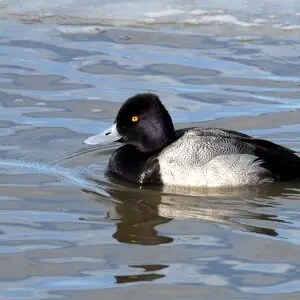 Lesser scaup - Facts, Diet, Habitat & Pictures on Animalia.bio
