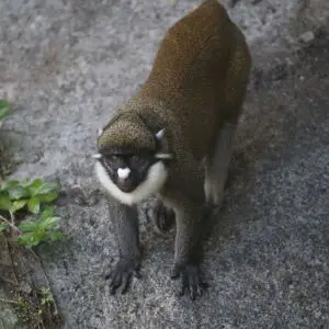 Lesser Spot-Nosed Monkey - Facts, Diet, Habitat & Pictures on Animalia.bio