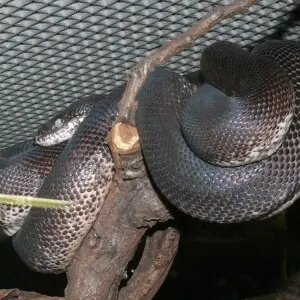 Liasis mackloti - Facts, Diet, Habitat & Pictures on Animalia.bio