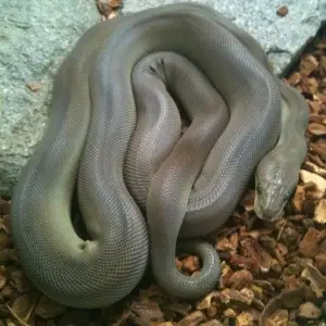 Olive Python - Facts, Diet, Habitat & Pictures on Animalia.bio