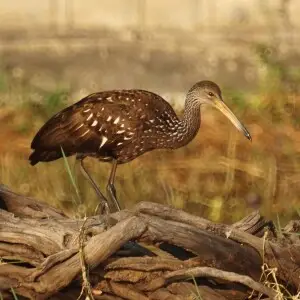 Limpkin - Facts, Diet, Habitat & Pictures on Animalia.bio