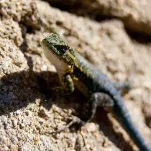 Liolaemus tenuis - факти, дієта, ареал і фотографії на Animalia.bio