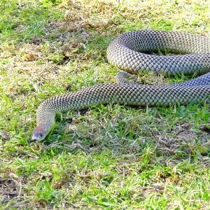 Mulga Snake - Facts, Diet, Habitat & Pictures on Animalia.bio