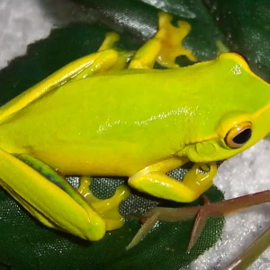 Dainty green tree frog - Facts, Diet, Habitat & Pictures on Animalia.bio