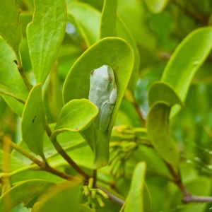 Dainty green tree frog - Facts, Diet, Habitat & Pictures on Animalia.bio