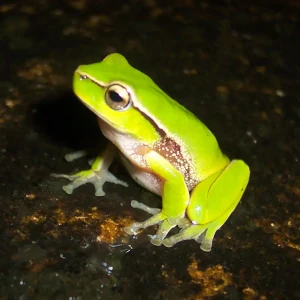 Ranoidea nudidigitus - факти, дієта, ареал і фотографії на Animalia.bio