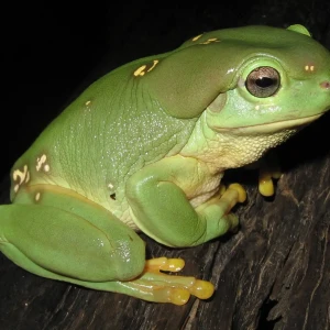 Ranoidea splendida - факти, дієта, ареал і фотографії на Animalia.bio