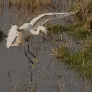 Little Egret - Facts, Diet, Habitat & Pictures on Animalia.bio