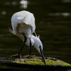 Little Egret - Facts, Diet, Habitat & Pictures on Animalia.bio