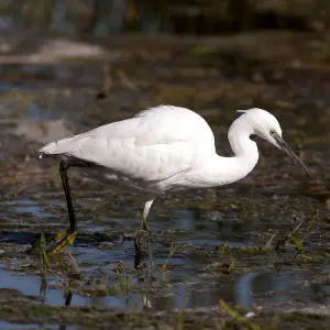 Little Egret - Facts, Diet, Habitat & Pictures on Animalia.bio