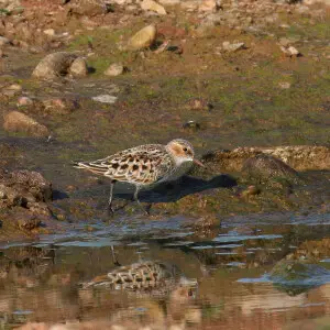 Little stint - Facts, Diet, Habitat & Pictures on Animalia.bio