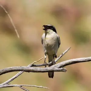 Loggerhead Shrike - Facts, Diet, Habitat & Pictures on Animalia.bio