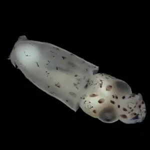 European squid - Facts, Diet, Habitat & Pictures on Animalia.bio