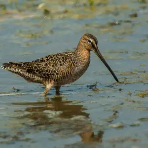 Long-billed dowitcher - Facts, Diet, Habitat & Pictures on Animalia.bio