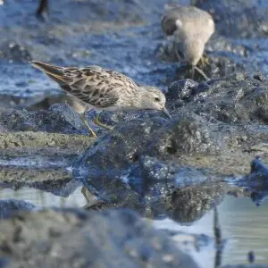 Long-toed stint - Facts, Diet, Habitat & Pictures on Animalia.bio