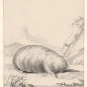 Cape golden mole - Facts, Diet, Habitat & Pictures on Animalia.bio