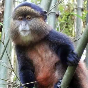 Golden Monkey - Facts, Diet, Habitat & Pictures on Animalia.bio