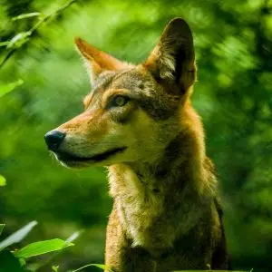 Indian Wolf - Facts, Diet, Habitat & Pictures on Animalia.bio