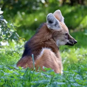 Maned Wolf - Facts, Diet, Habitat & Pictures on Animalia.bio