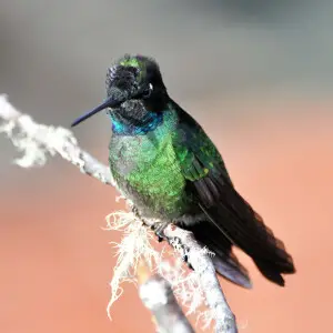 Talamanca hummingbird - Facts, Diet, Habitat & Pictures on Animalia.bio