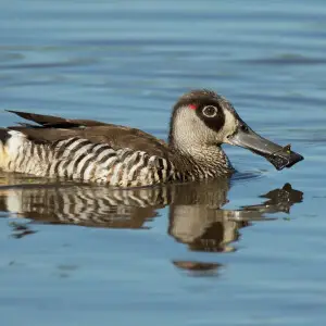 Pink-eared duck - Facts, Diet, Habitat & Pictures on Animalia.bio