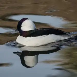 Bufflehead - Facts, Diet, Habitat & Pictures on Animalia.bio