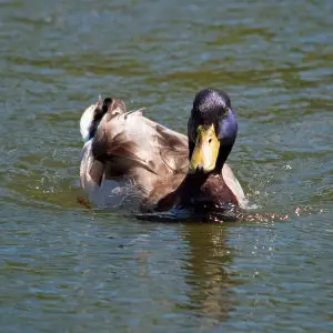 Mallard - Facts, Diet, Habitat & Pictures on Animalia.bio