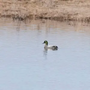 Falcated duck - Facts, Diet, Habitat & Pictures on Animalia.bio