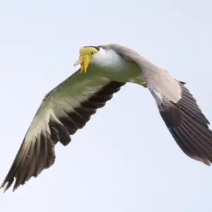 Masked lapwing - Facts, Diet, Habitat & Pictures on Animalia.bio