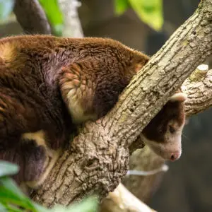 Matschie's Tree-Kangaroo - Facts, Diet, Habitat & Pictures on Animalia.bio