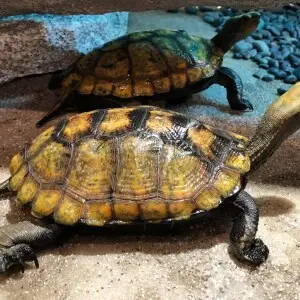 Japanese pond turtle - Facts, Diet, Habitat & Pictures on Animalia.bio