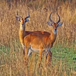 Kob - Facts, Diet, Habitat & Pictures on Animalia.bio