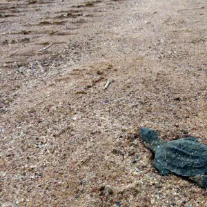 Indian black turtle - Facts, Diet, Habitat & Pictures on Animalia.bio