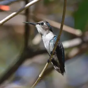 Bee Hummingbird - Facts, Diet, Habitat & Pictures on Animalia.bio