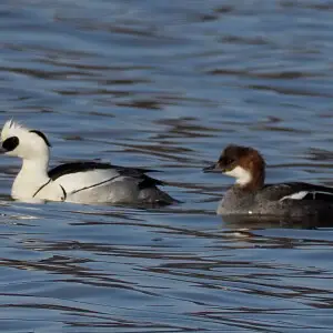 Smew - Facts, Diet, Habitat & Pictures on Animalia.bio