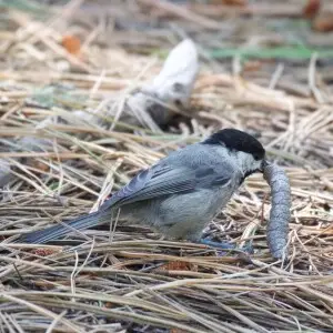 Mexican chickadee - Facts, Diet, Habitat & Pictures on Animalia.bio