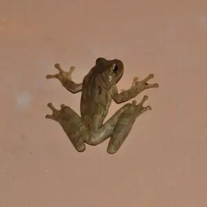Common Mexican tree frog - Facts, Diet, Habitat & Pictures on Animalia.bio