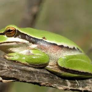 Hyla savignyi - Facts, Diet, Habitat & Pictures on Animalia.bio