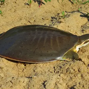 Smooth Softshell Turtle - Facts, Diet, Habitat & Pictures on Animalia.bio